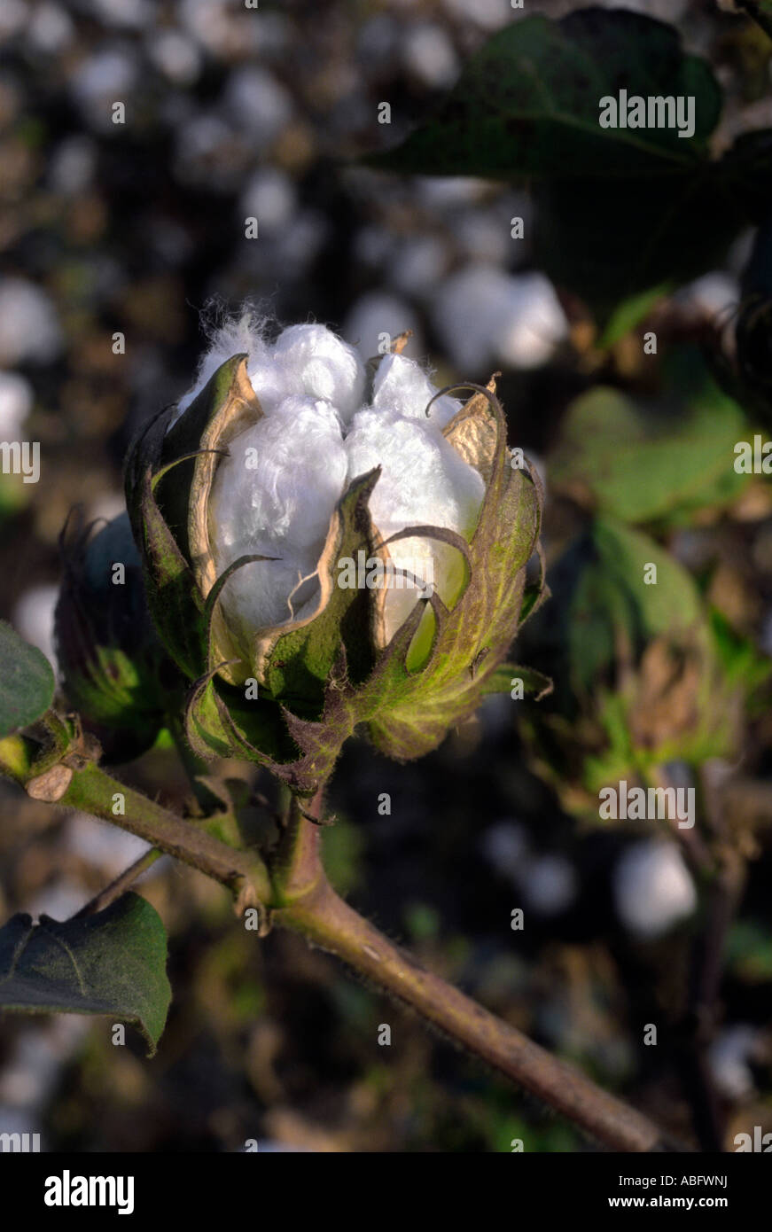 Boll Weevil Cotton High Resolution Stock Photography and Images - Alamy