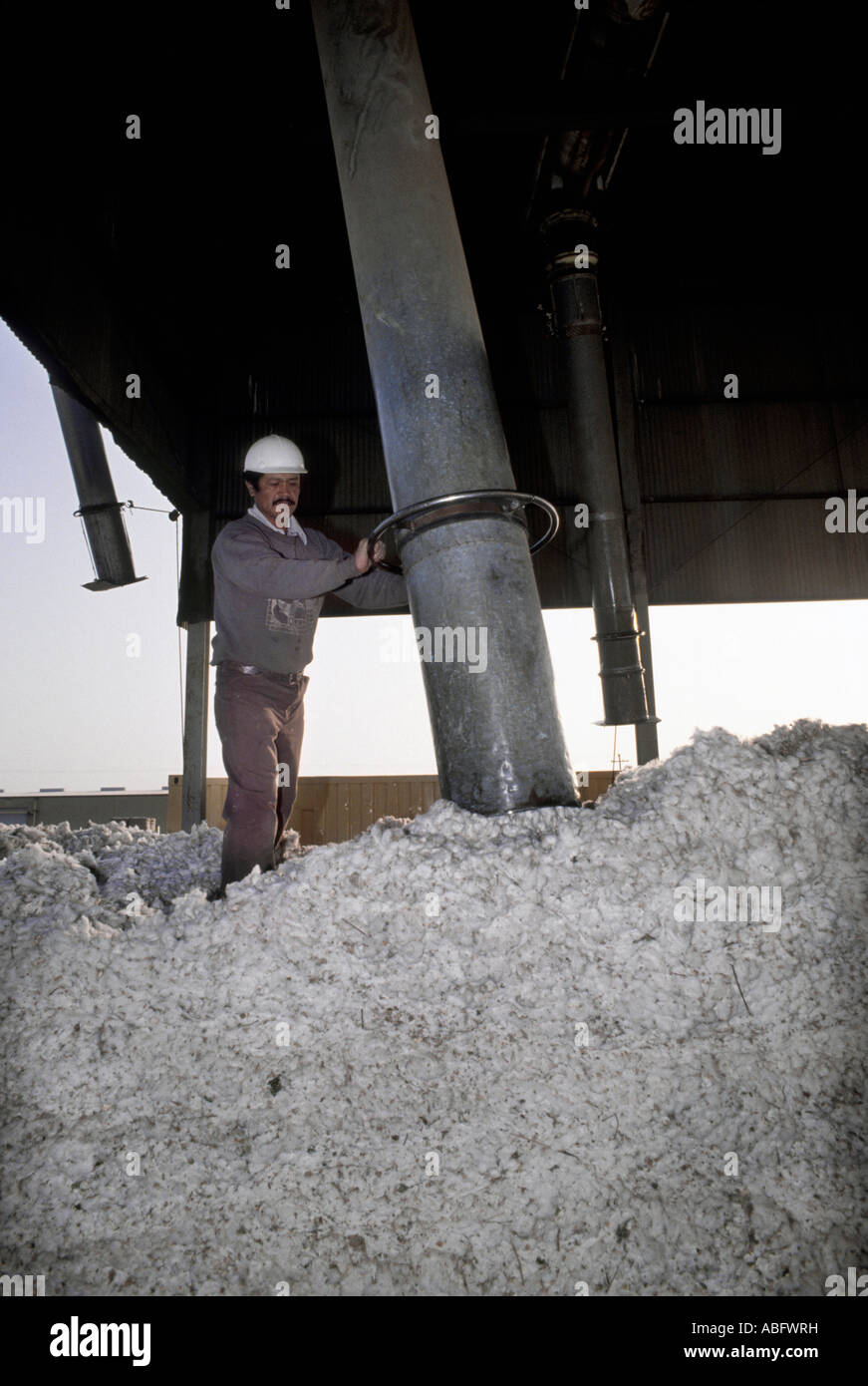 A worker uses a vacuum to suction cotton at a California cotton gin ...