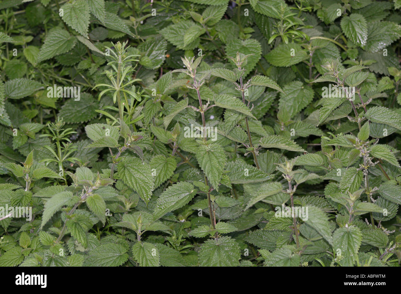 Sting stinging nettle hi-res stock photography and images - Alamy