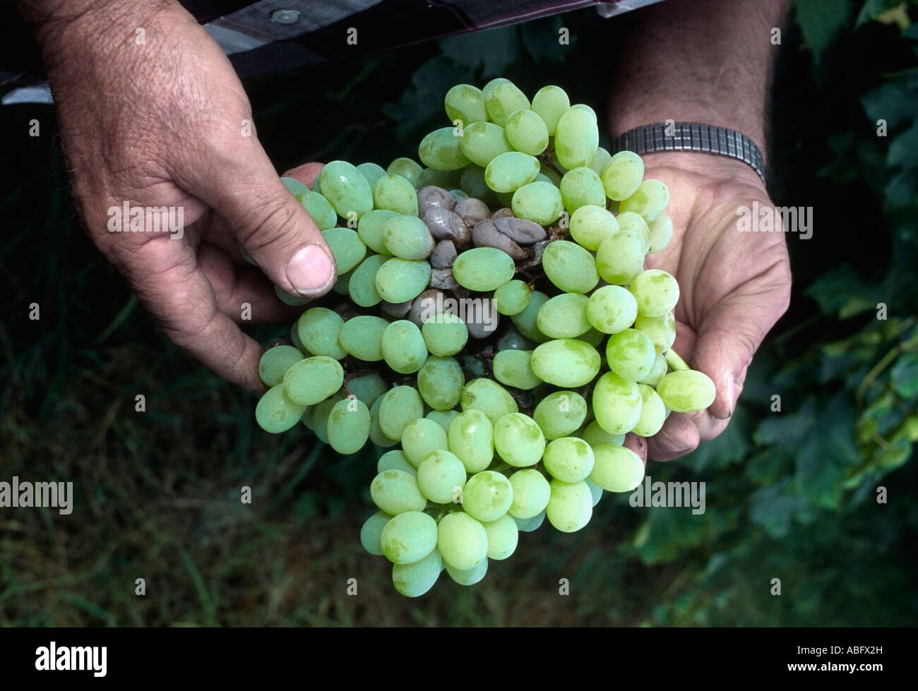Botrysis and Sour Rot on grapes Stock Photo - Alamy
