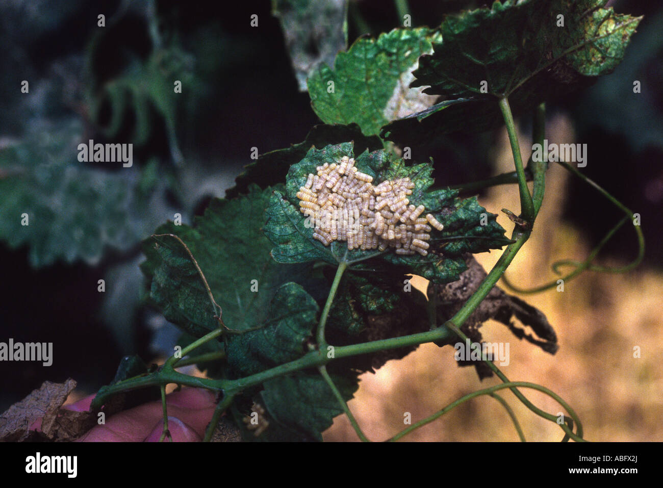 Grape Leaf Skeletonizer on leaves Stock Photo - Alamy