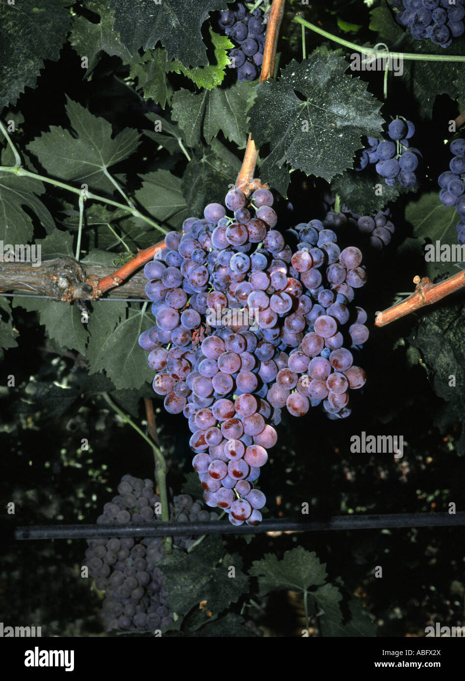 Grapes on a vine Stock Photo - Alamy