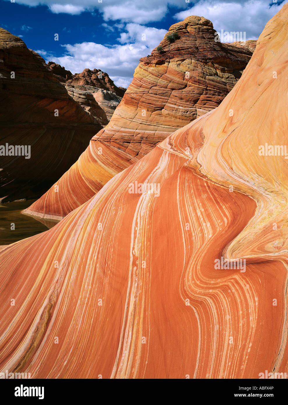 Canyon ecosystems hi-res stock photography and images - Alamy