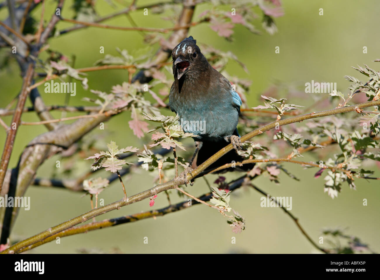 Stellers Jay in Oak Stock Photo - Alamy