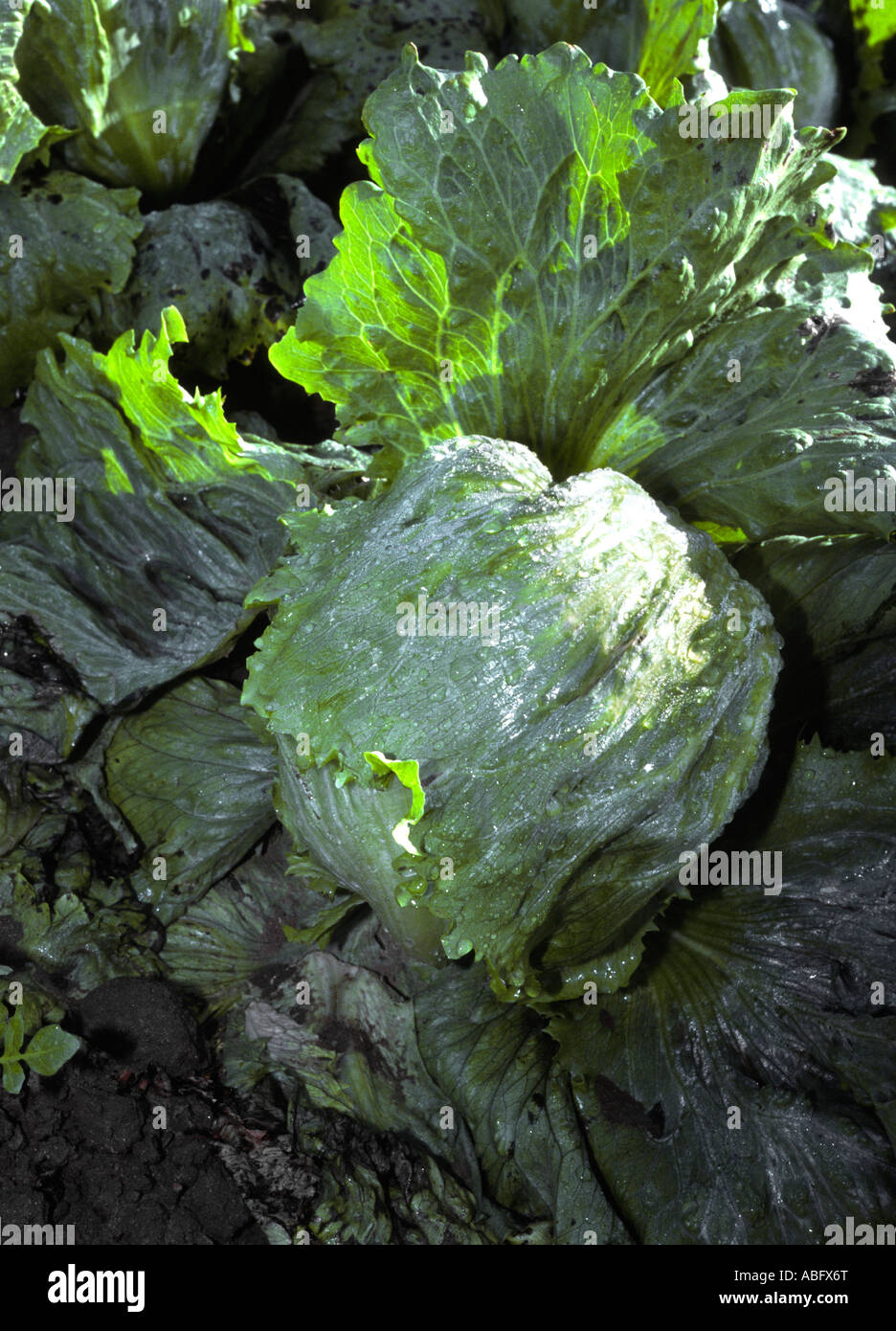 Iceberg production hi-res stock photography and images - Alamy