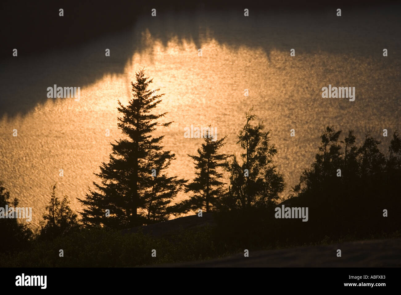Maine pine trees hi-res stock photography and images - Alamy