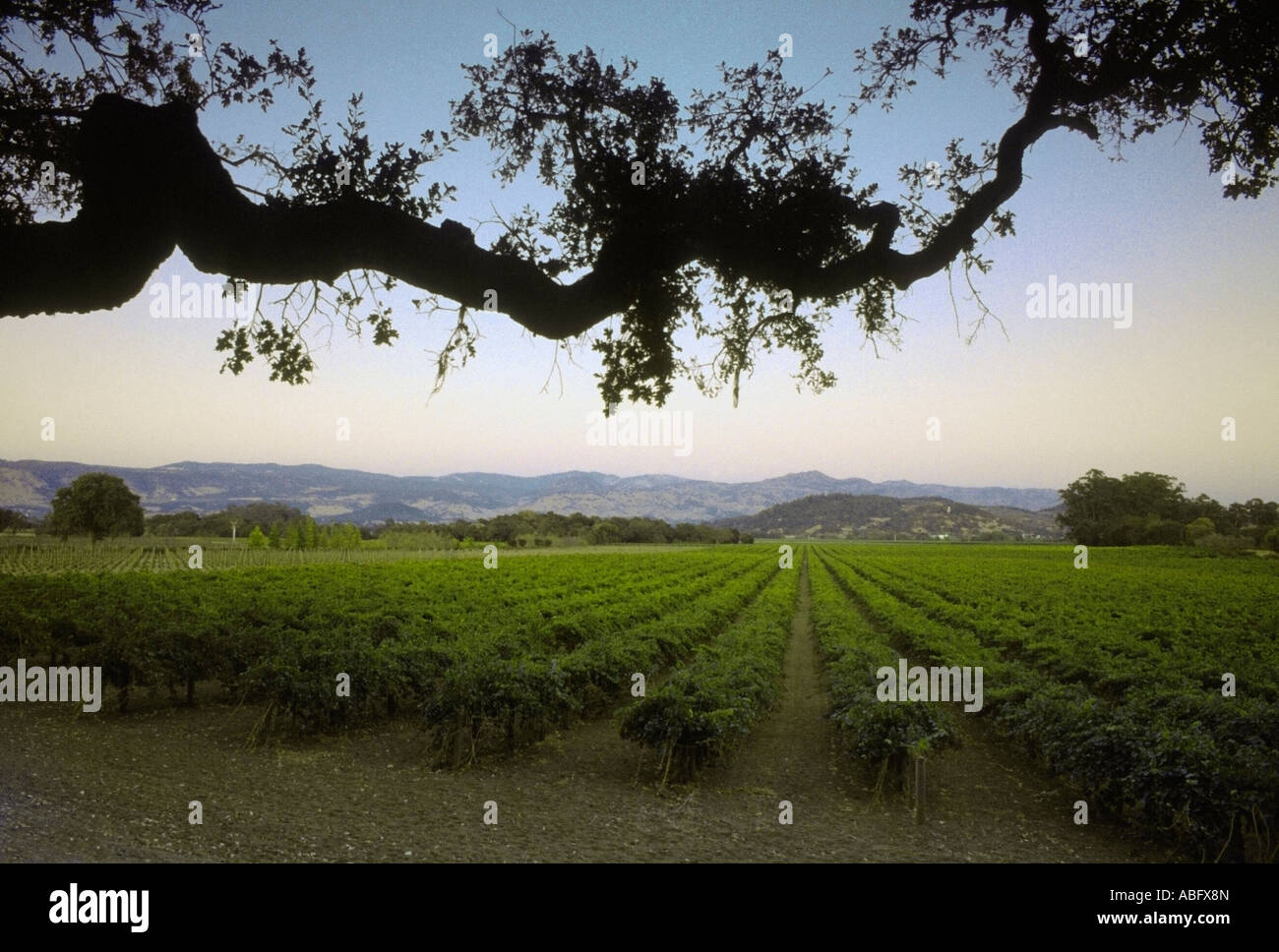 Vineyards at sunrise with tree branches in Napa Valley Stock Photo - Alamy