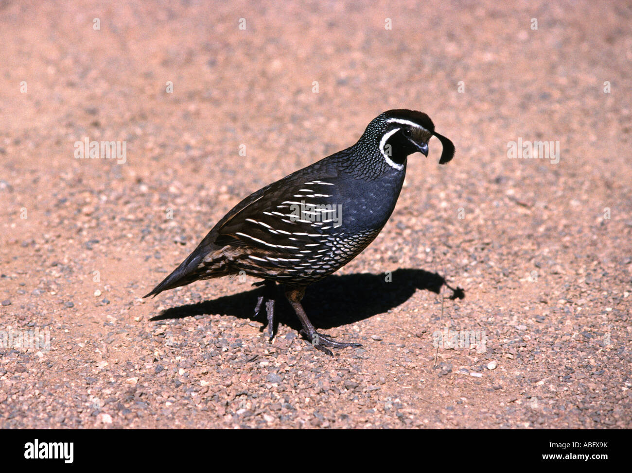 California quail Callipepla californica male walking in Golden Gate ...