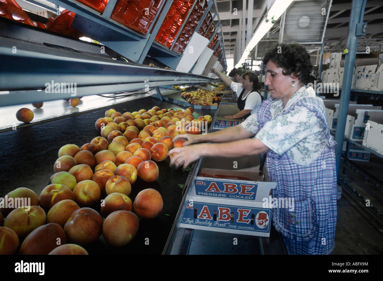 Woman worker sorts fruit in fresh peach assembly line Stock Photo - Alamy