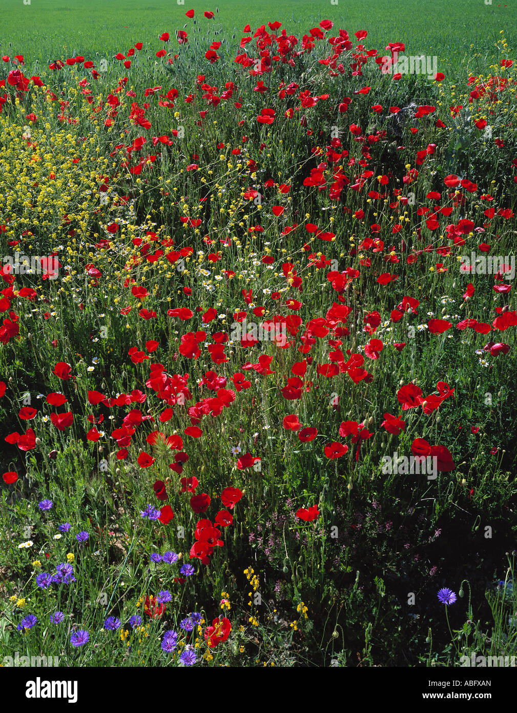 Plant field flower flowers hi-res stock photography and images - Alamy