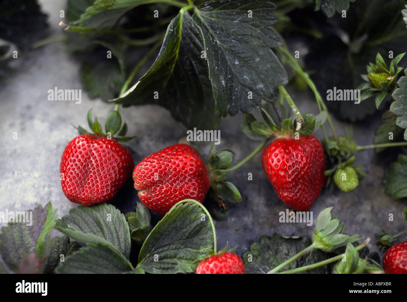Strawberry berries berry agriculture california produce farming hi-res ...