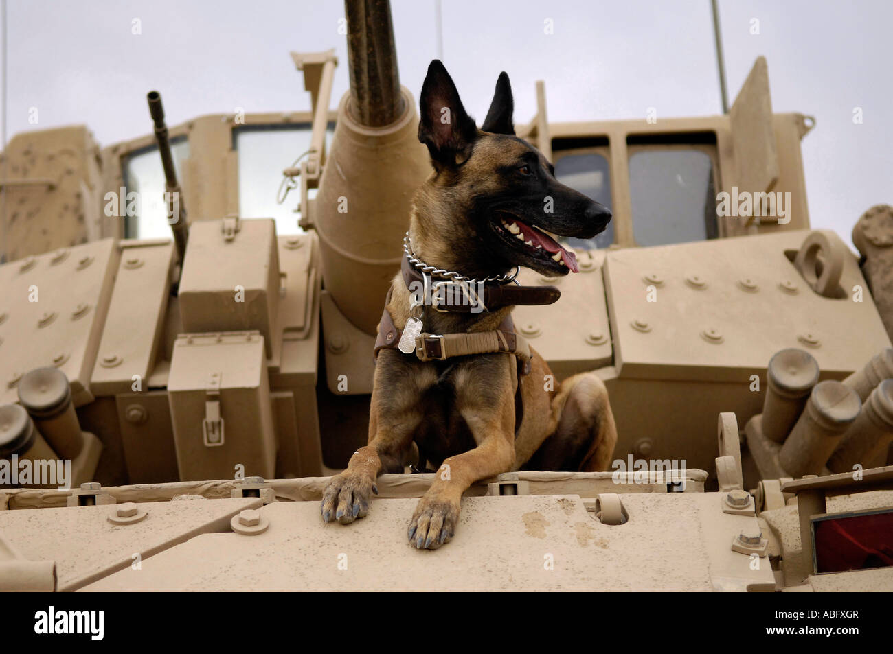 U.S. Air Force military working dog sits on a U.S. Army M2A3 Bradley ...
