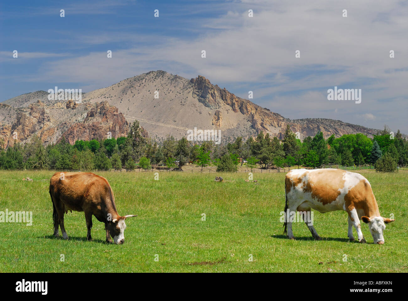 Two Cows grazing in a pasture at Smith Rock Oregon Stock Photo - Alamy