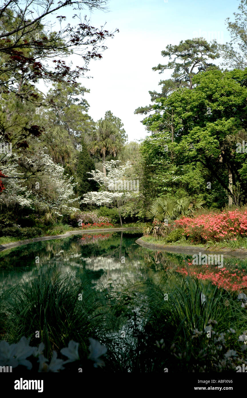 Florida Maclay Garden spring dogwood tree Stock Photo - Alamy