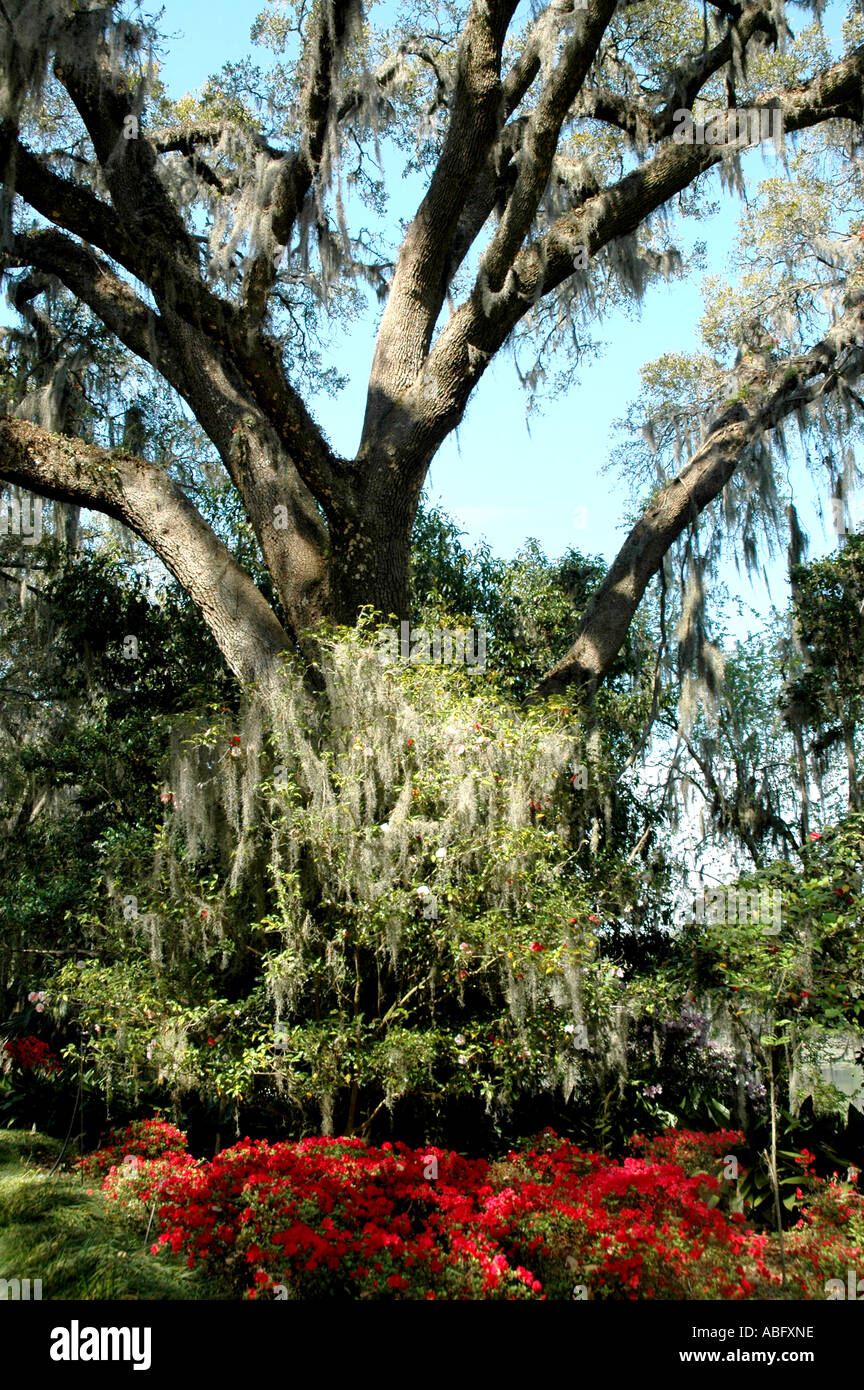 Florida Maclay Gardens old oak tree in spring Stock Photo - Alamy