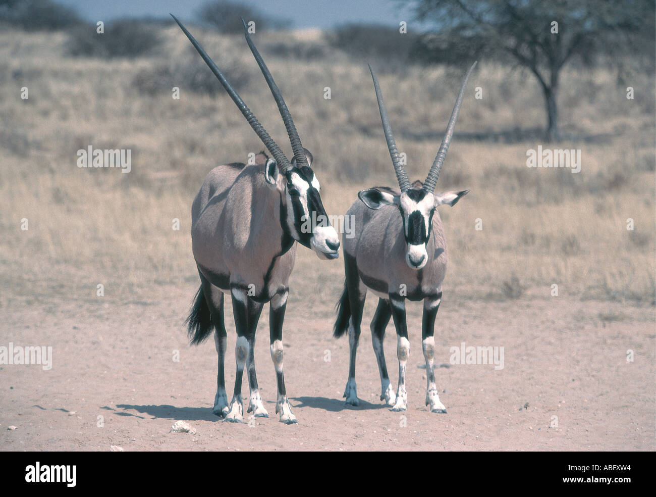 Mask like markings hi-res stock photography and images - Alamy