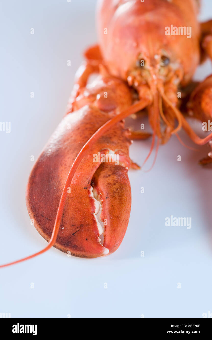 Lobster shells lobster shell hi-res stock photography and images - Alamy