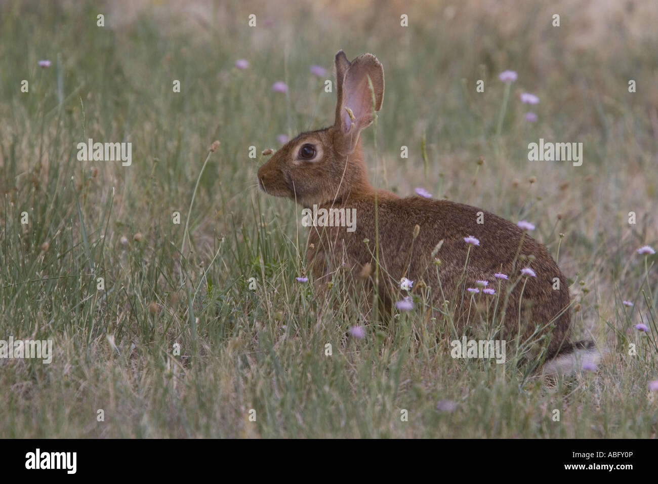Rabbit photographed in the South of France the large ears suggest that ...