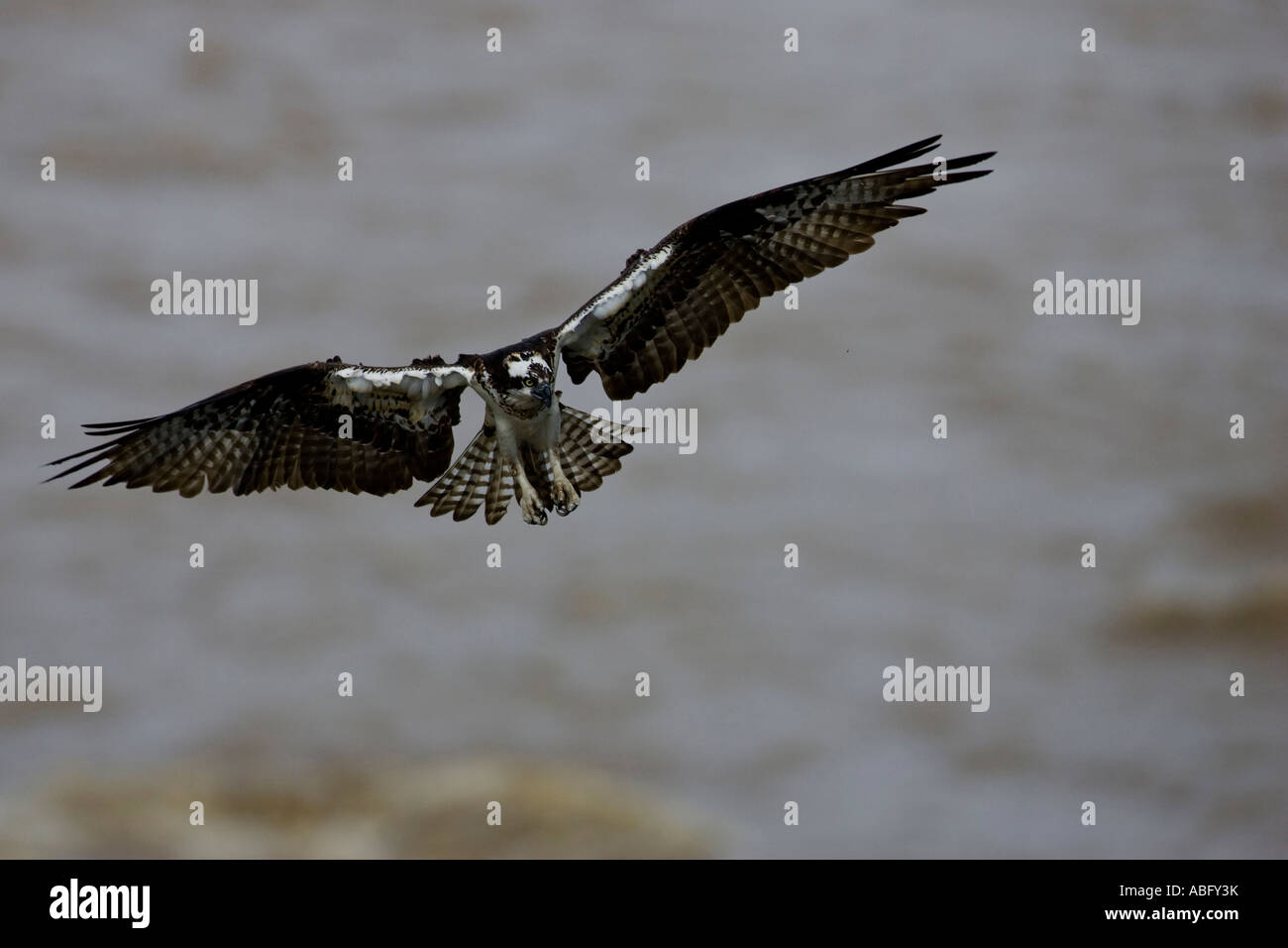 Osprey in flight Stock Photo - Alamy