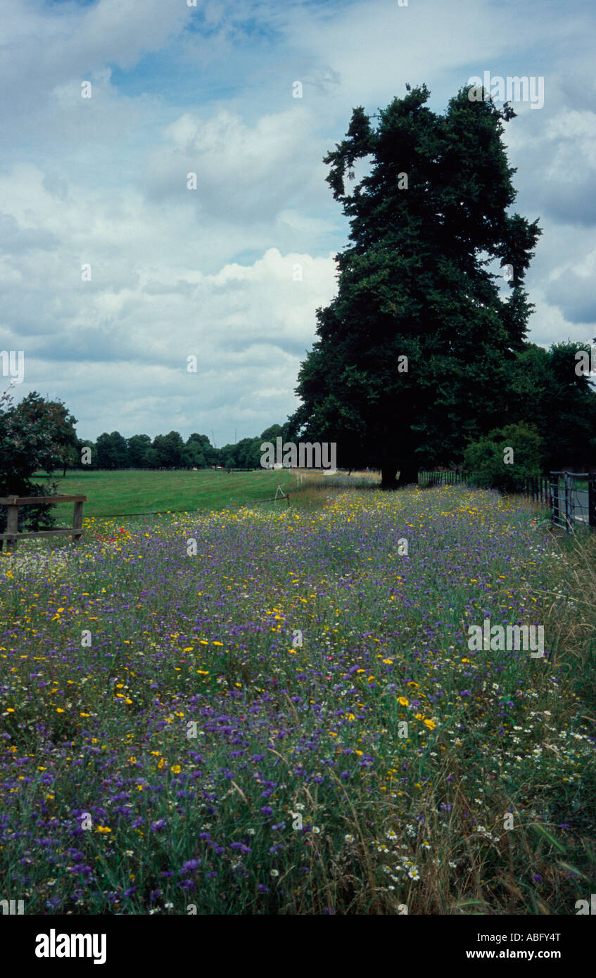 Field of typical English summer flowers, Syon Park, West London, UK ...