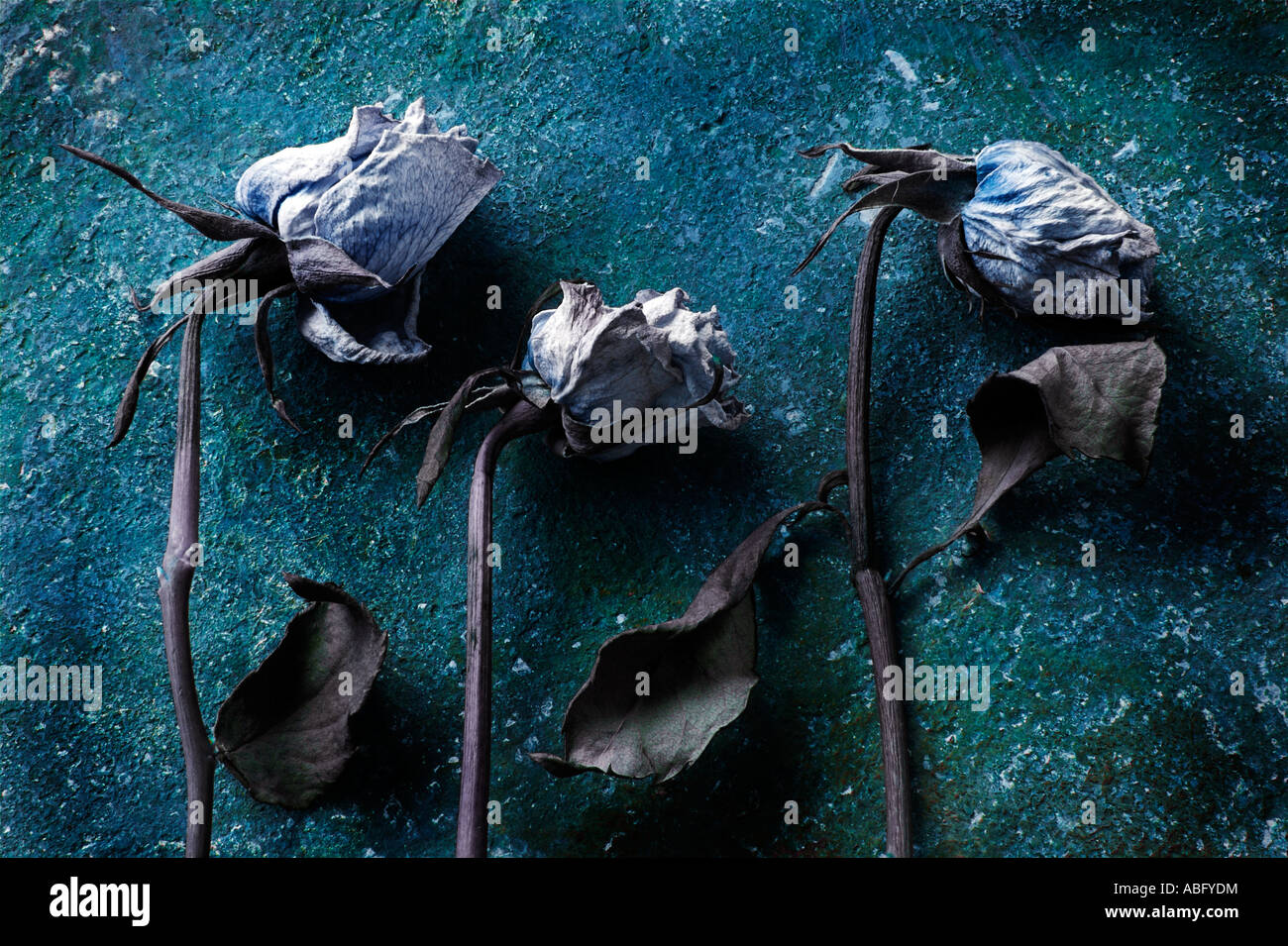 Horizontal colour picture of three dying roses on a stone background ...