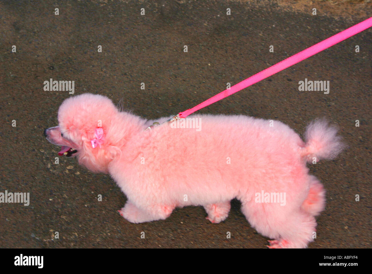 Dyed poodle hi-res stock photography and images - Alamy