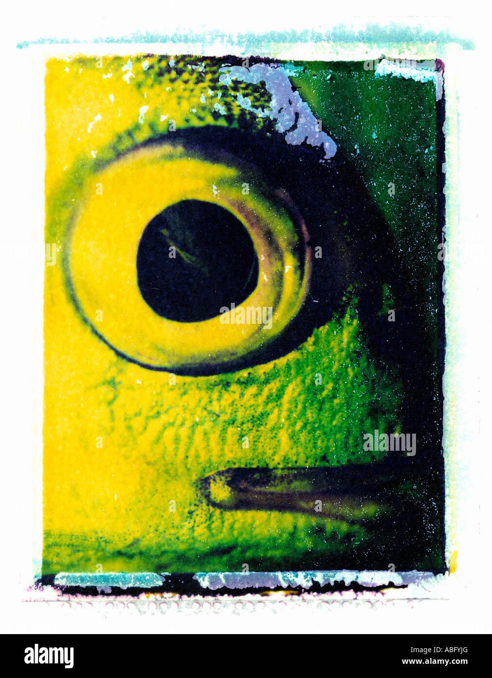 Fish transfer Cut Out Stock Images & Pictures - Alamy