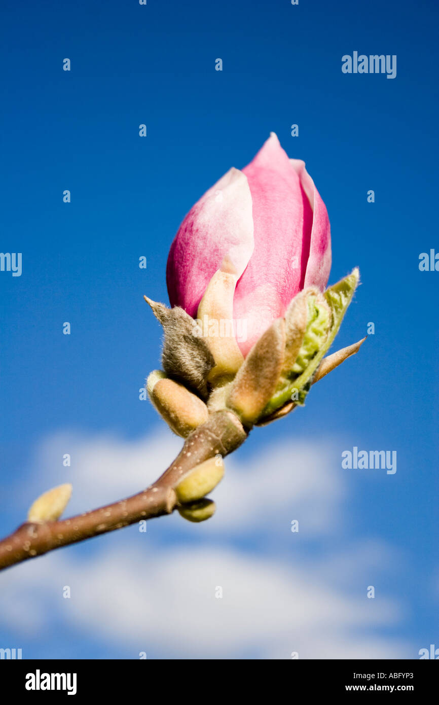 Single magnolia blossom in hi-res stock photography and images - Alamy