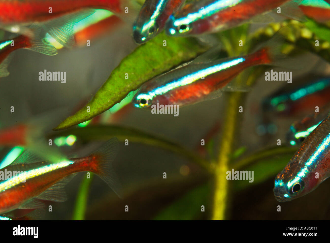 Cardinal Tetra High Resolution Stock Photography and Images - Alamy
