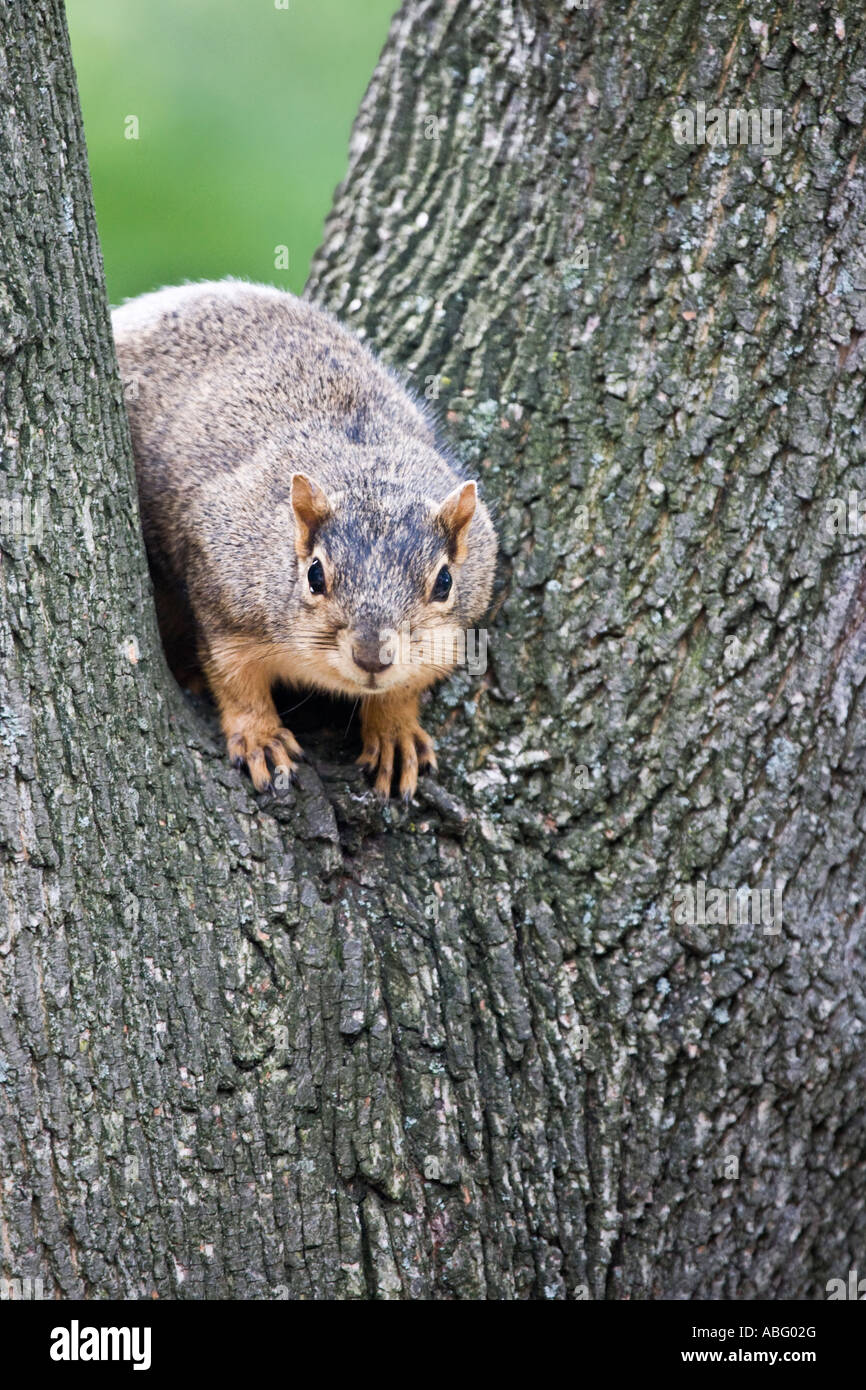 Fox Squirrel Resting in Maple Tree Stock Photo - Alamy
