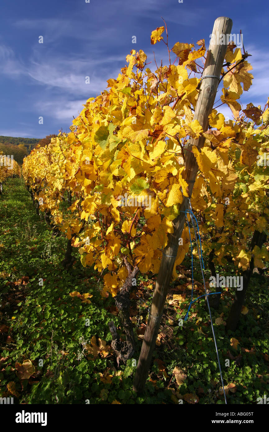 Vineyards row in golden fall colors, France Stock Photo - Alamy