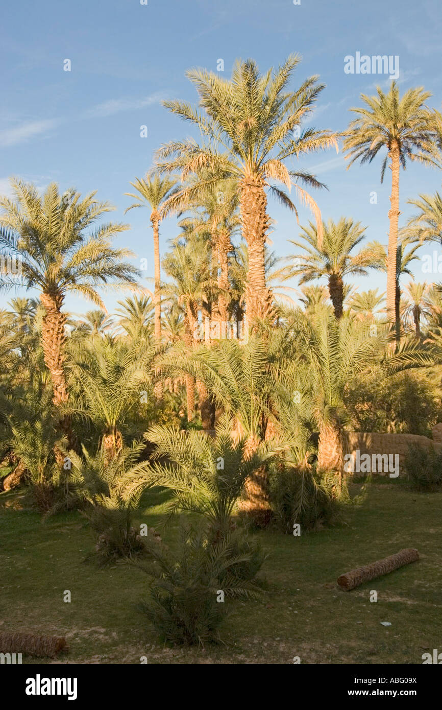 African date plantation hi-res stock photography and images - Alamy