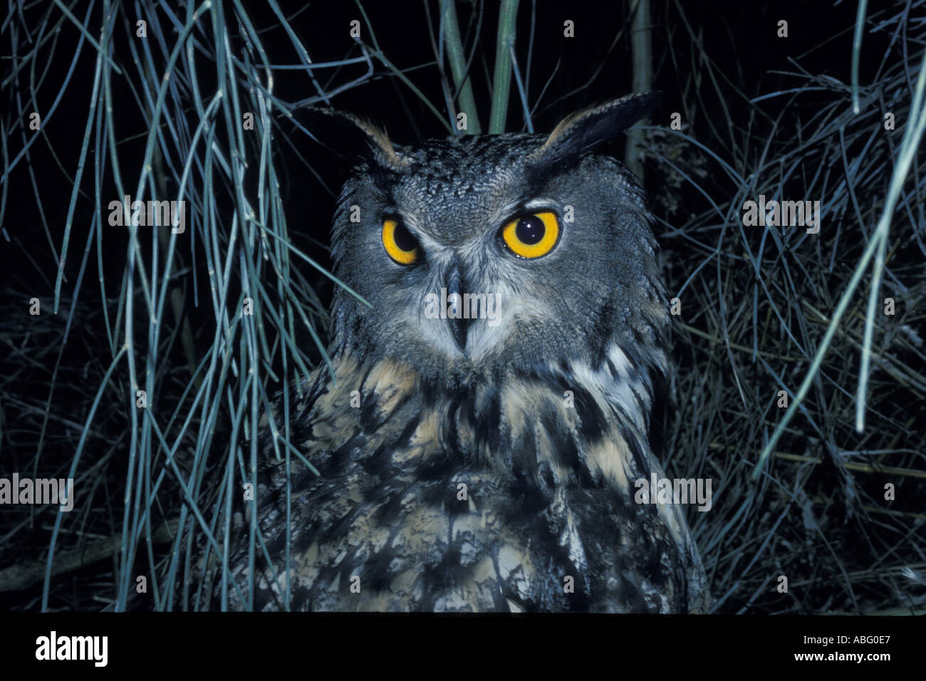Spanish eagle owl hi-res stock photography and images - Alamy