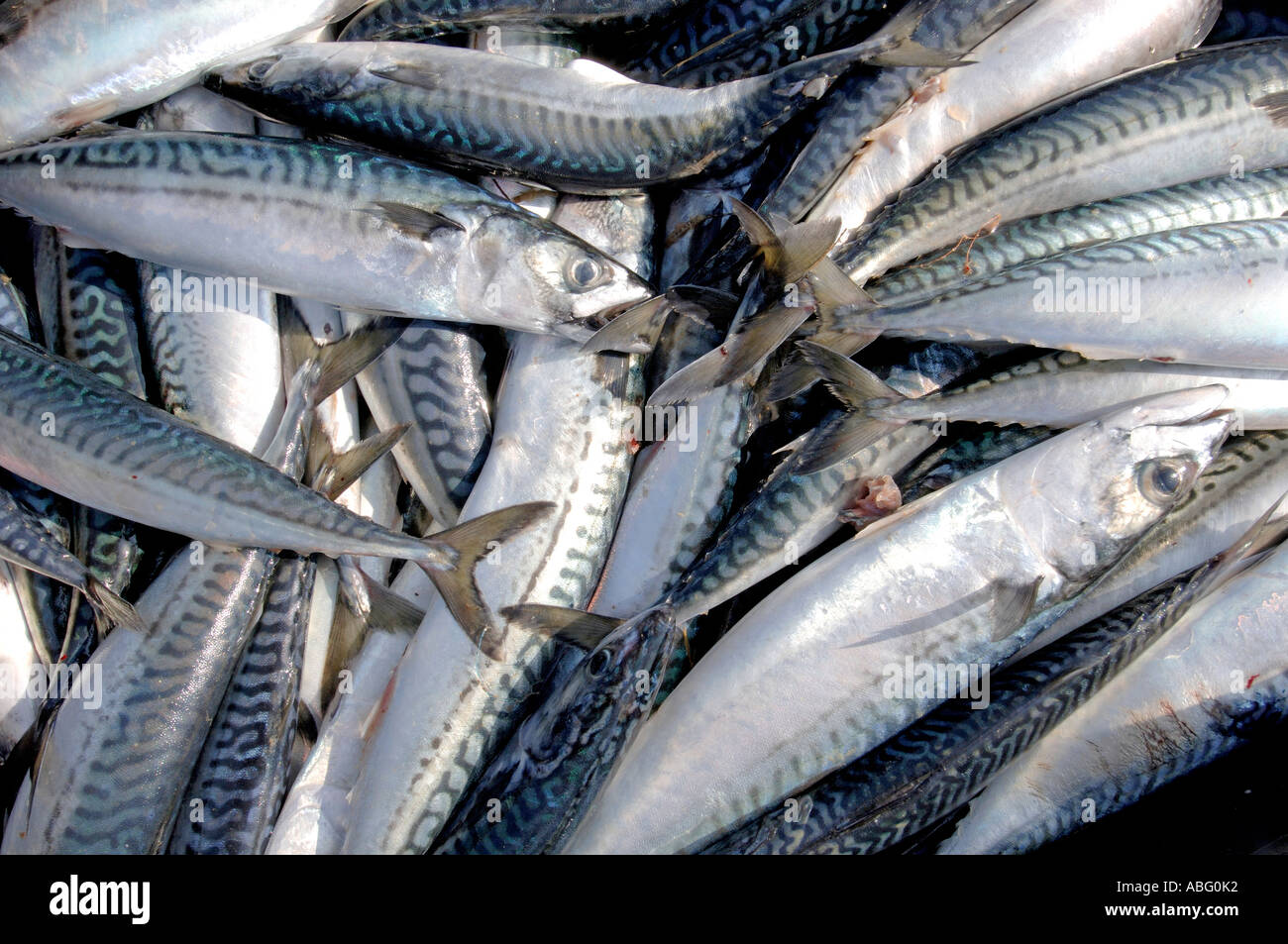 Makeral hi-res stock photography and images - Alamy