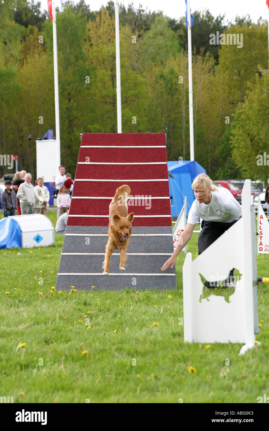 Dog running down an obstacle while competing at an agility dog show ...