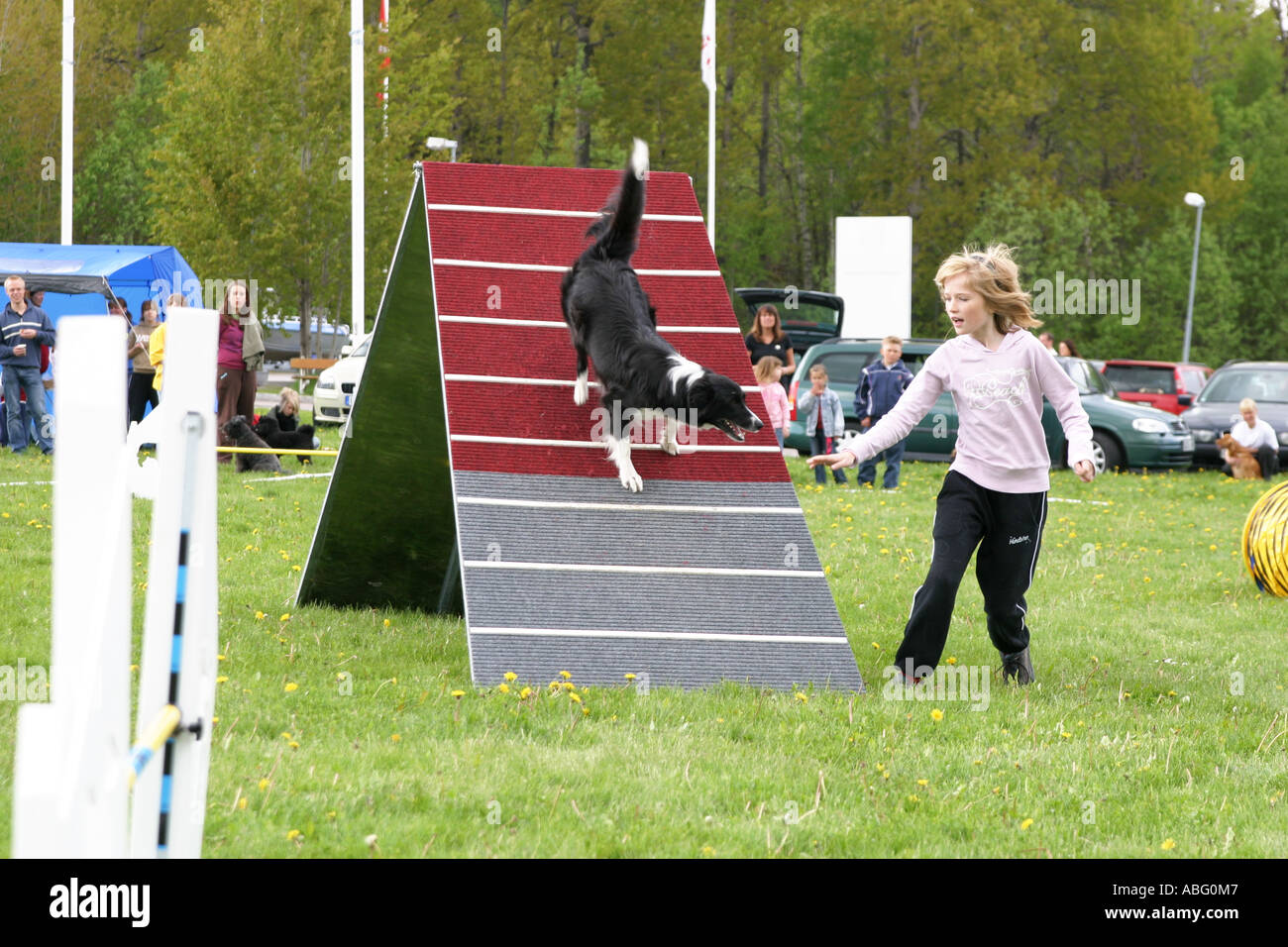 Dog climbing down an obstacle while competing at an agility dog show ...