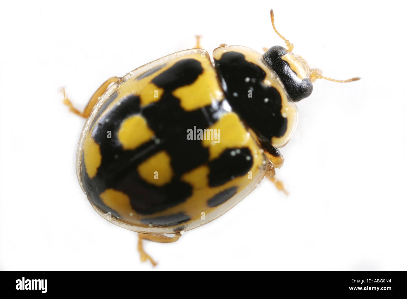 Extreme close up of the tiny 14 Spotted Ladybug Propylea ...