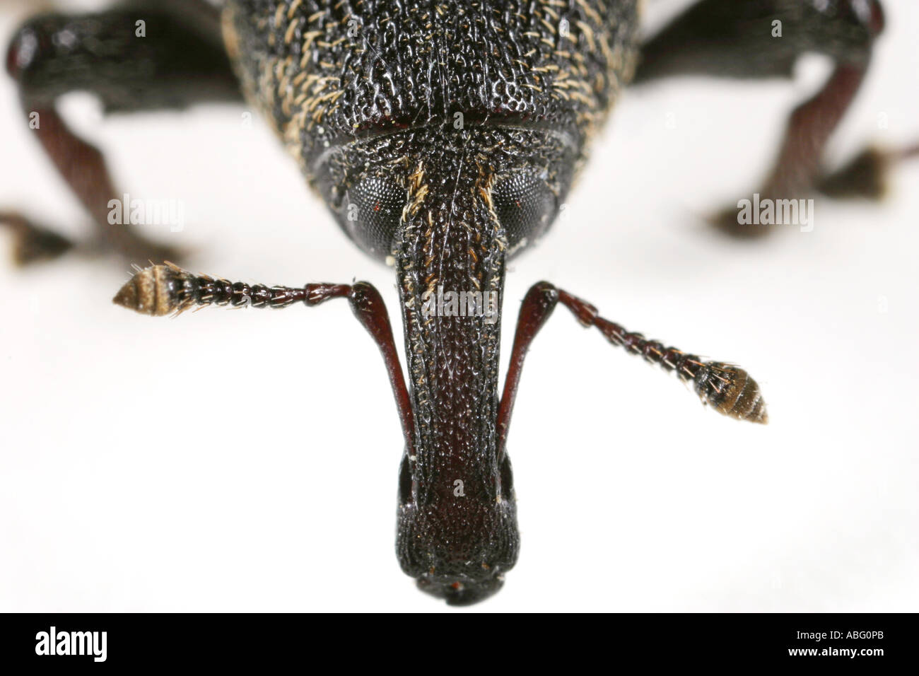 White pine weevils hi-res stock photography and images - Alamy