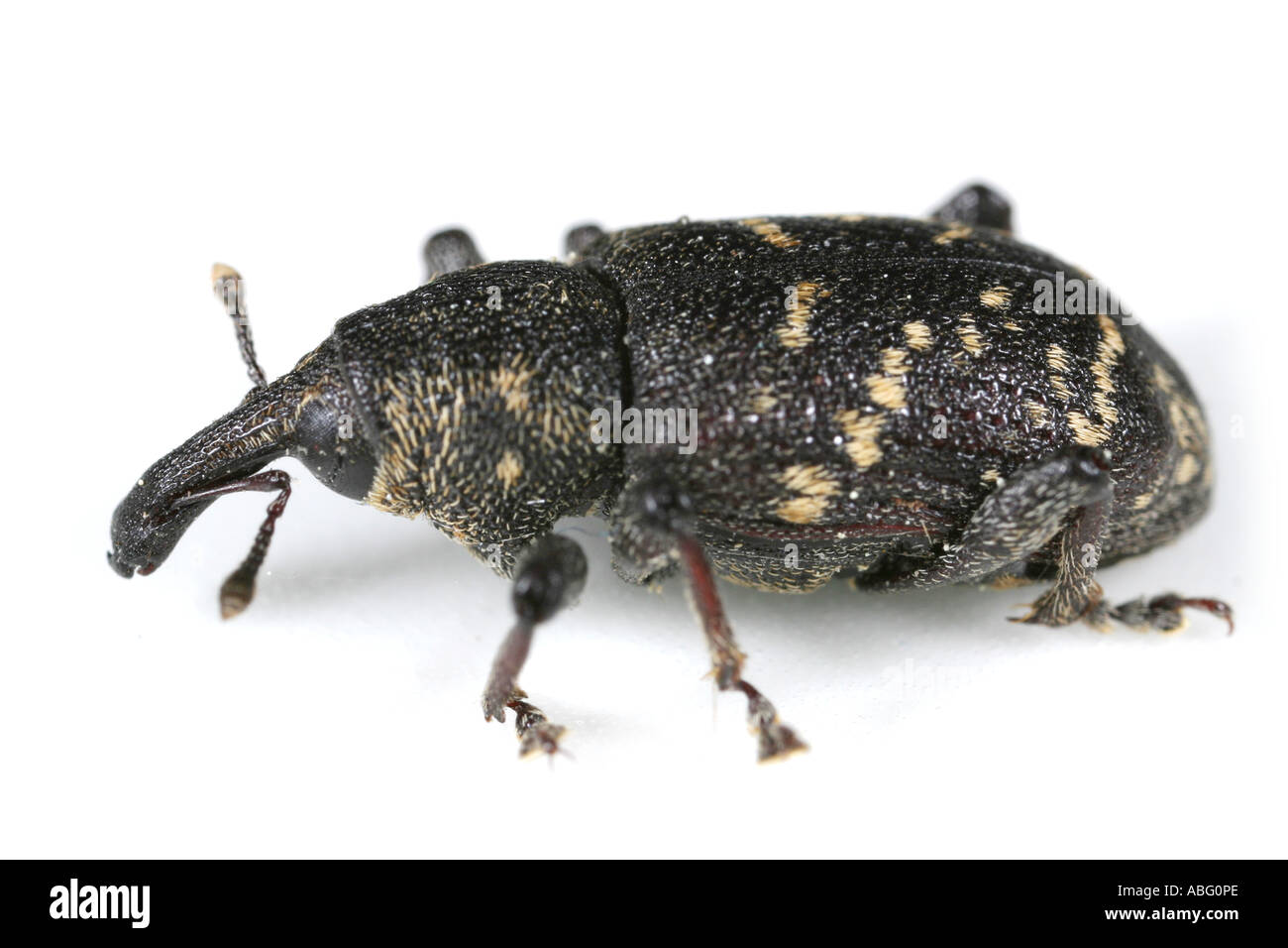 The Pine Weevil Hylobius Abietis in close up on white background Stock ...