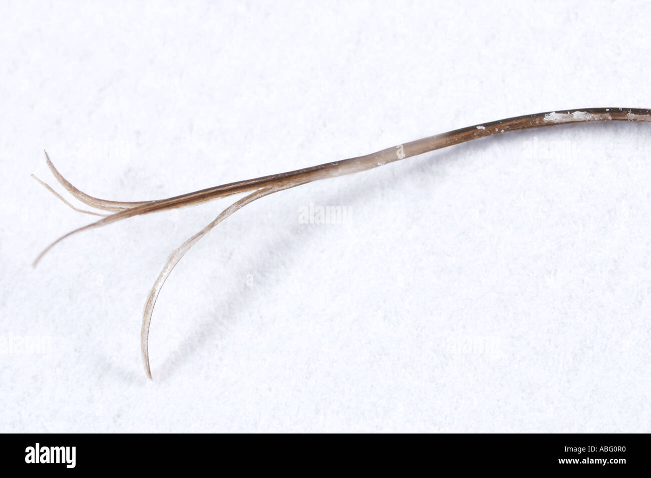 Split ends hi-res stock photography and images - Alamy