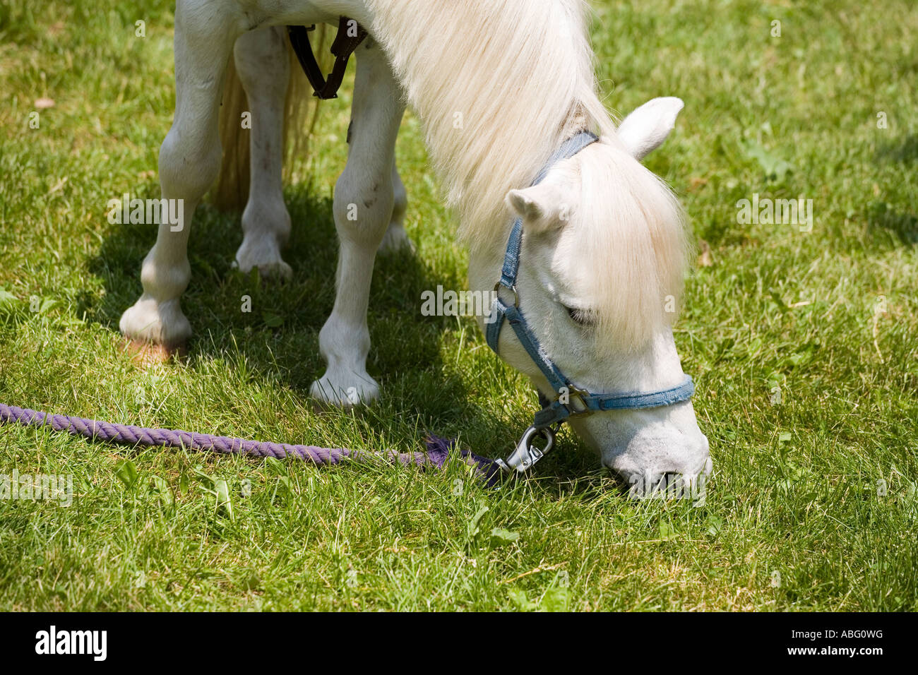 Tethered pony hi-res stock photography and images - Alamy