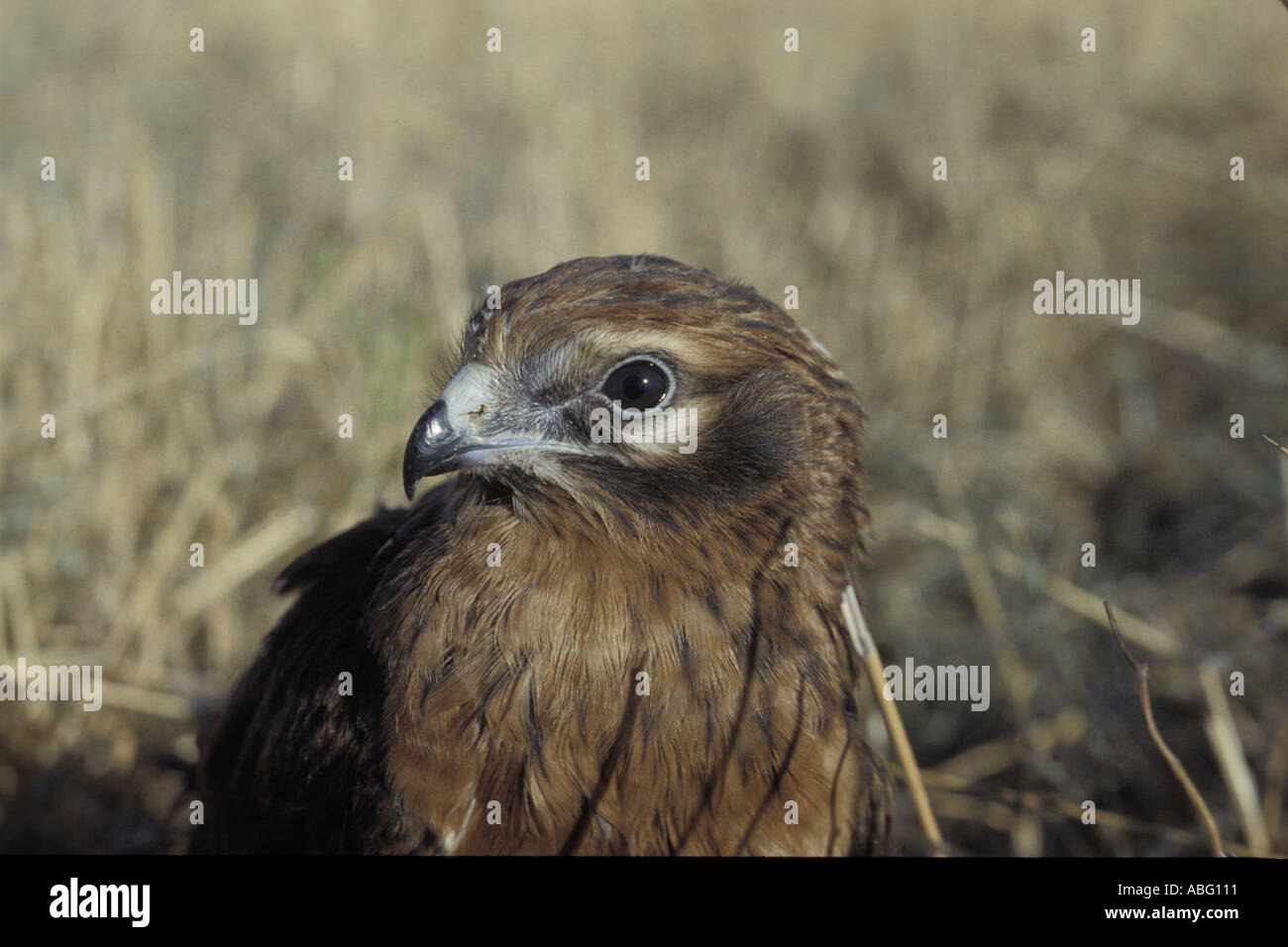 Hawk Spain CARLOS SANZ V W bird of prey raptor Europe Mediterranean ...