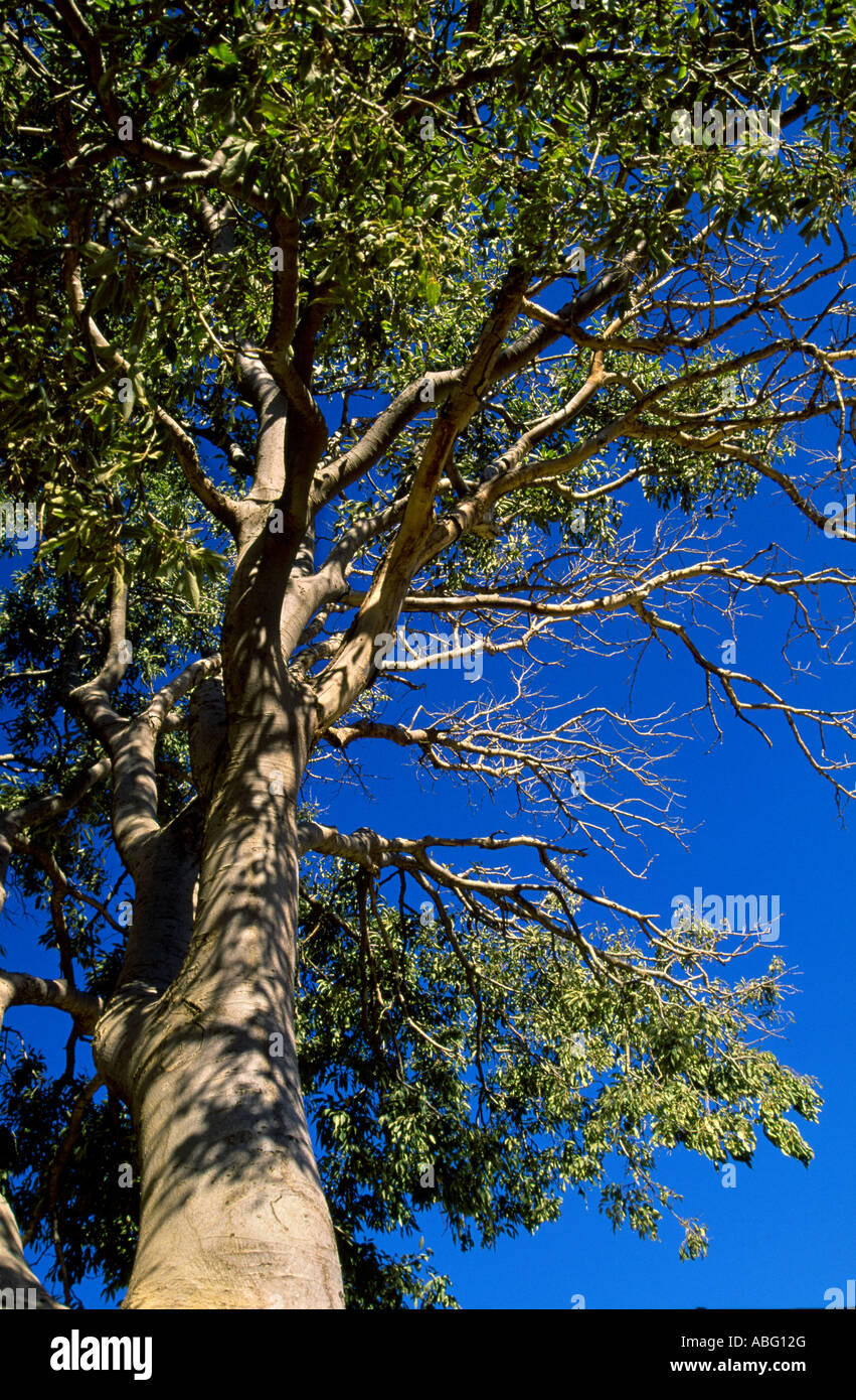 Green tree against a blue sky Stock Photo - Alamy