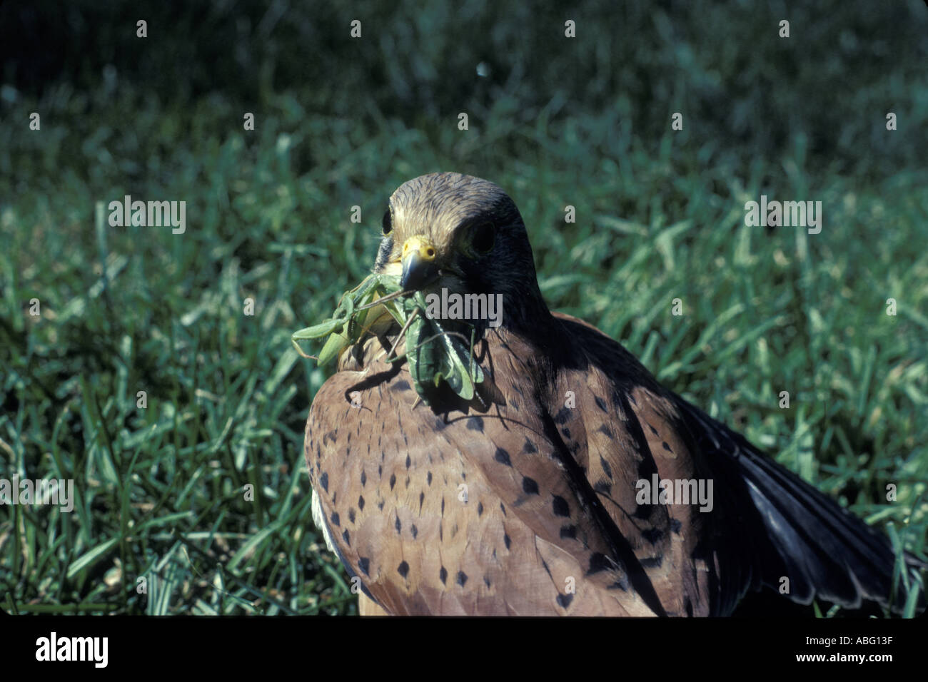 Bird eating mantis hi-res stock photography and images - Alamy