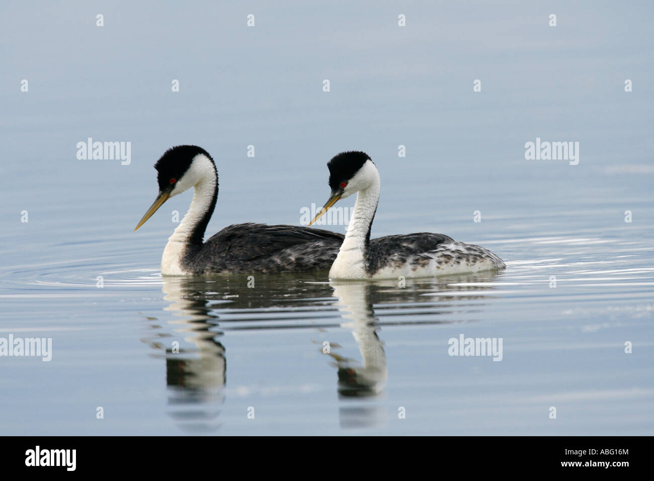 Swan grebe hi-res stock photography and images - Alamy