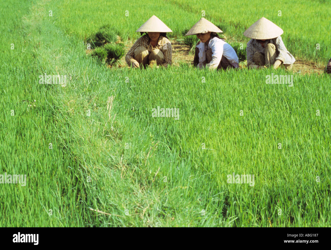 VIETNAM MEKONG DELTA WORKERS IN RICE PADDY Stock Photo - Alamy