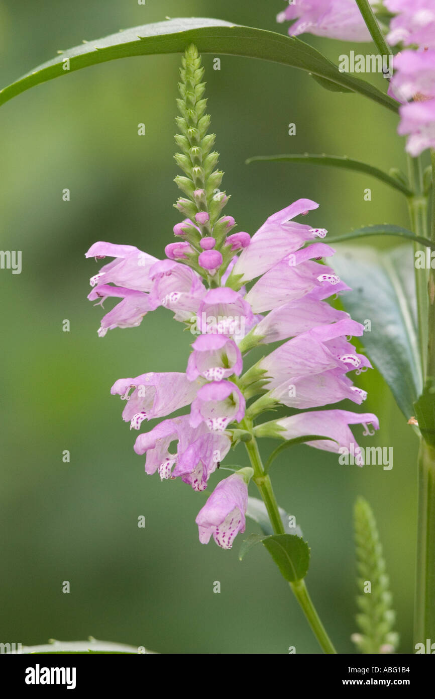 False dragonhead or obedient plant Physostegia virginiana Stock Photo ...