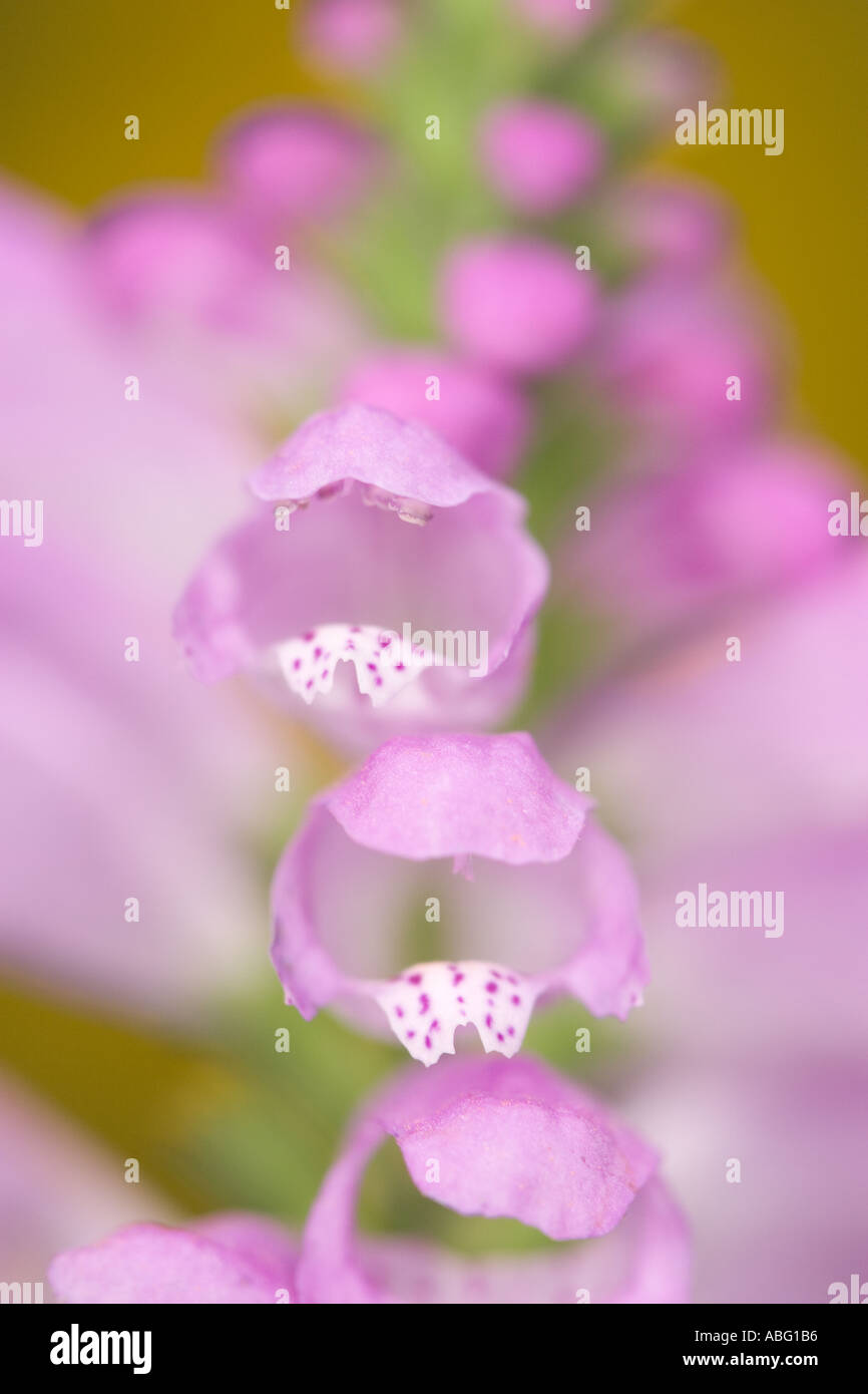 False dragonhead or obedient plant Physostegia virginiana Stock Photo ...