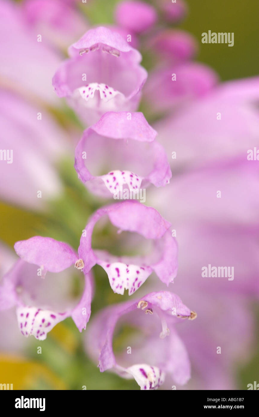 False dragonhead or obedient plant Physostegia virginiana Stock Photo ...
