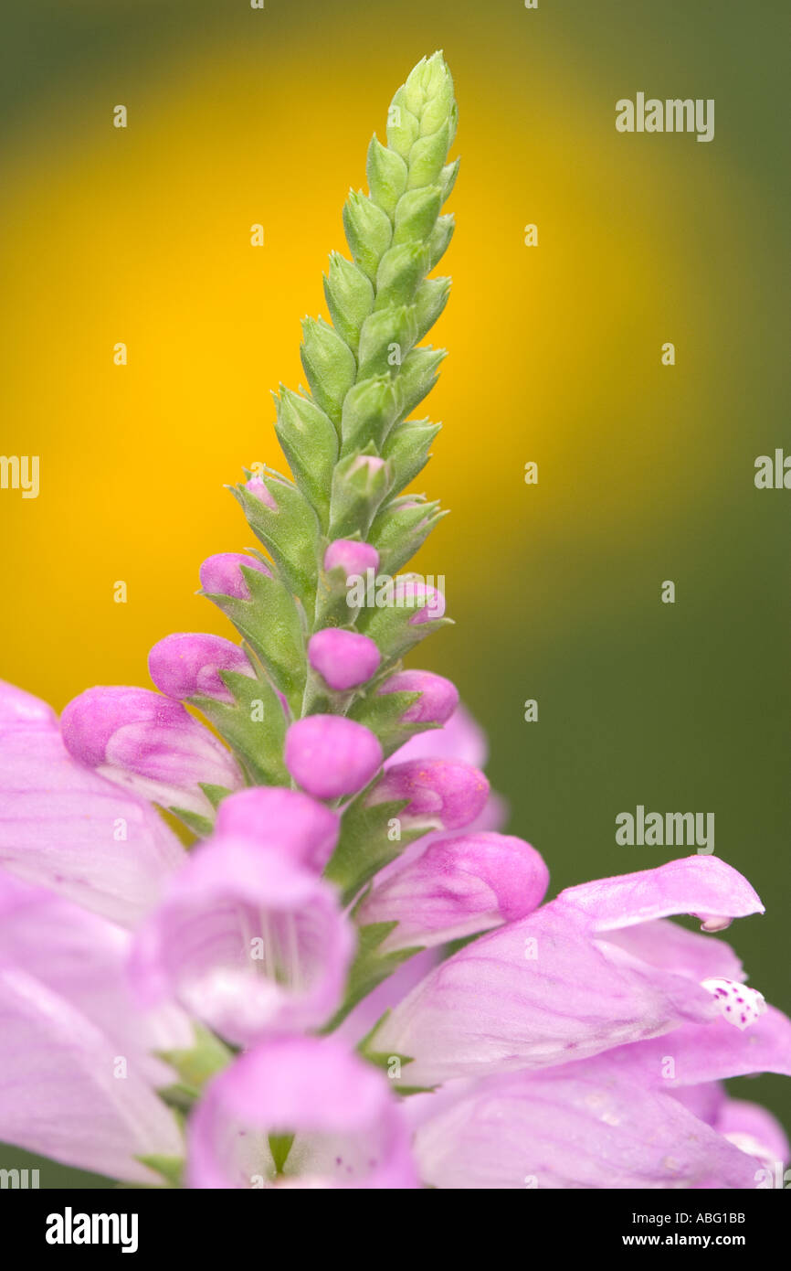 False dragonhead or obedient plant Physostegia virginiana Stock Photo ...